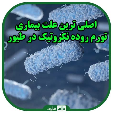 Poultry Necrotic Enteritis Disease Treatment Control And Prevention