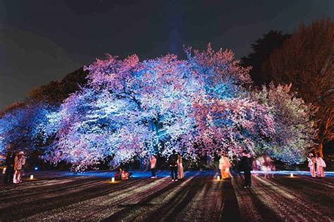 トヨタのMIRAIで花見が変わる電気が動くとできることが生んだ新スタイルNAKED桜の新宿御苑2023が始まった Web