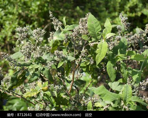 密蒙花枝叶和花朵高清图片下载 红动中国