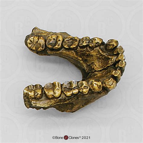 Australopithecus Anamensis Mandible Knm Kp 29281 Bone Clones
