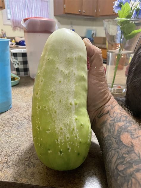Homegrown Cucumber Unit Rabsoluteunits