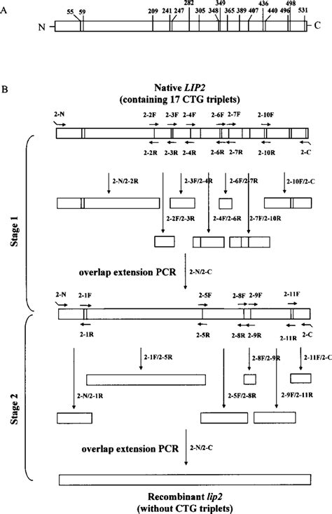 Simultaneous Multiple Mutagenesis Introduced By Overlap Extension Pcr Download Scientific