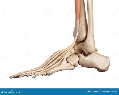 The Extensor Digitorum Longus Royalty Free Illustration 58450386