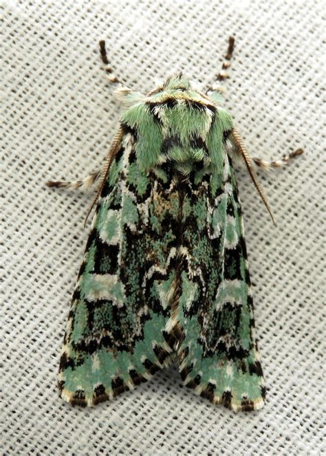 Pin By Shelley Botts On Green Aesthetic Cute Moth Beautiful Bugs