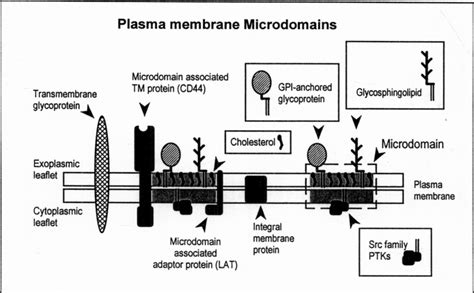 Organization Of Plasma Membrane Microdomains Sphingolipids And