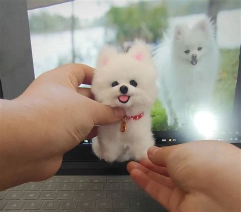 私人客製妞妞棒毛絨 來圖客製寵物😍😍😍 純手工獨特客製 95相似度 精品客製美好瞬間 永久保存紀念 好的成品不怕被放大 細節決定成敗 紀念毛孩子 貴重贈禮 遠程陪伴 裝飾擺件 歡迎傳圖私訊客