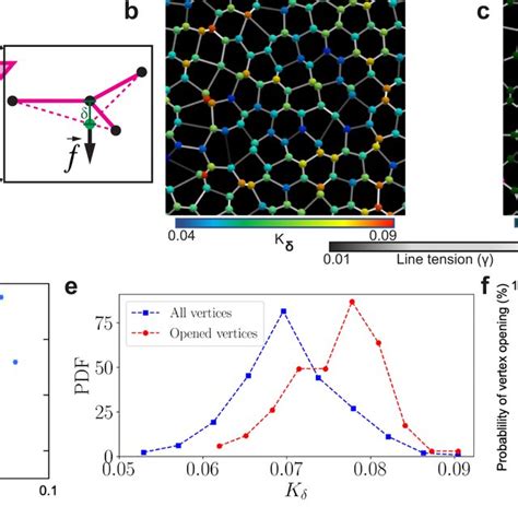 Vertex Model Predicts That Vertices With Higher Fold And Net Line Download Scientific Diagram