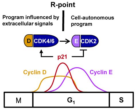 role of runx3 in restriction point regulation