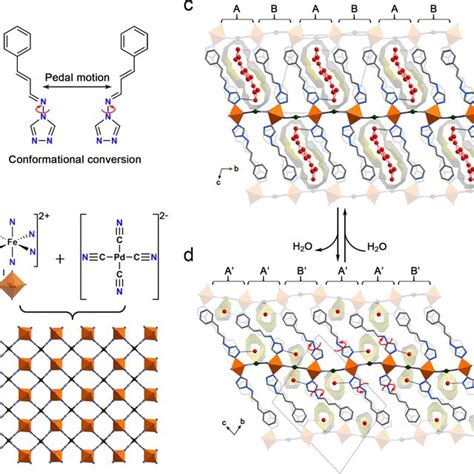 Guest Adsorption Induced Lattice Transformations Of Spcs A Framework