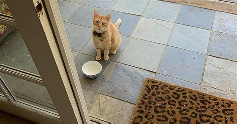 There Is A Veritable Cornucopia Of Food Inside But Nooooooo Album On