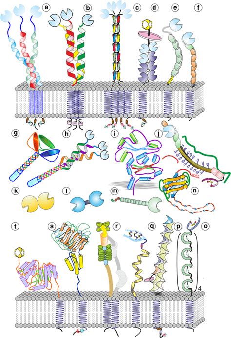 Illustration Of The Versatility Of Modular Design Of Mammalian Lectins Download Scientific