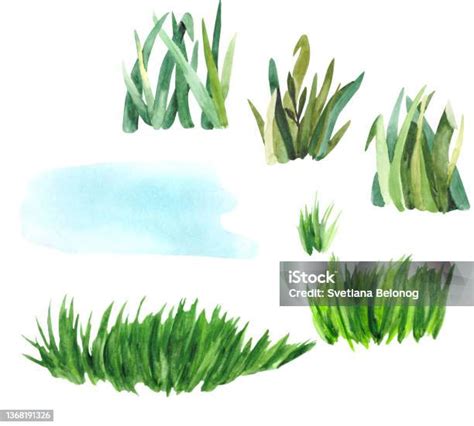 흰색 배경에 고립 된 녹색 육즙 잔디의 컬렉션 자연 생물학 및 여름을 테마로 한 디자인용 수채화 식물 도면 수채화에 대한 스톡