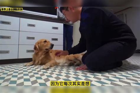 世界最会翻脸的狗，瞬间就从笑脸变成凶狠的脸笑脸瞬间世界