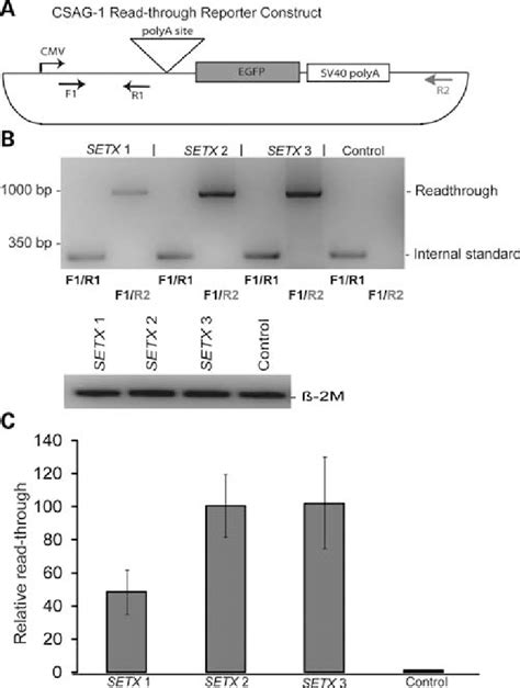 Transcription Read Through In Setx Deficient Cells A Schematic