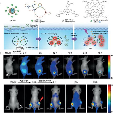 A Structure Targeted Delivery Ph Activated Imaging And Pdt Therapy
