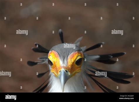 A Portrait Of The Secretary Bird In Africa Stock Photo Alamy