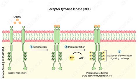 Tyrosine Kinase Receptor Dimerization Phosphorylation Activation And Cellular Response Cell