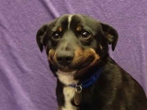 31 Dog Reactions For Everyday Situations Silly Animals Animal Memes