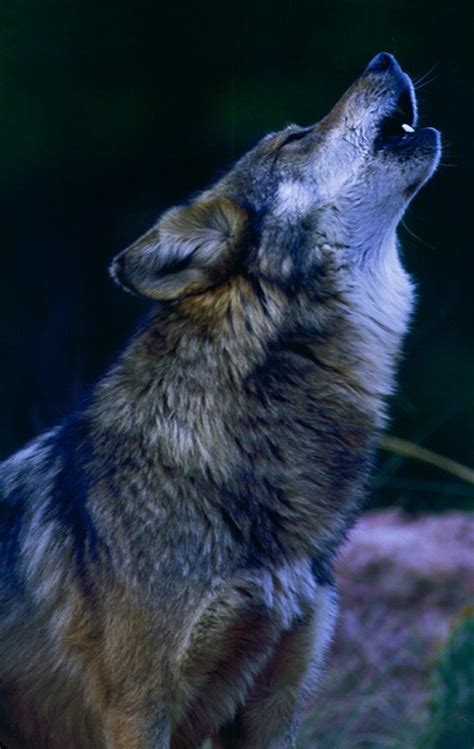 Mexican Grey Wolf Howling