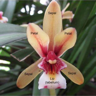 Parts Of An Orchid Flower The Flower Is Made Up Of Sepals And Petals