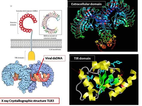 Toll Like Receptor Structural Details Of Tlr Youtube