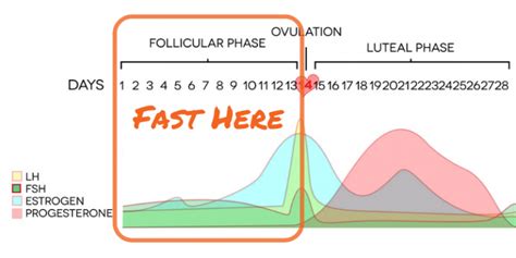 Intermittent Fasting For Women [5 Key Points To Consider]