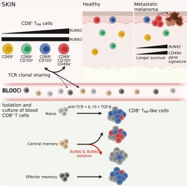 Human Skin Resident CD8 T Cells Require RUNX2 And RUNX3 For Induction