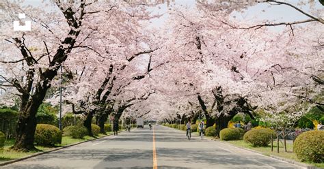 벚꽃 나무 아래 도로에서 자전거를 타는 커플 사진 Unsplash의 무료 꽃 이미지