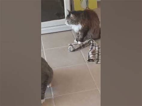 Интеллектуальная игра для кошек. Часть 3 - YouTube