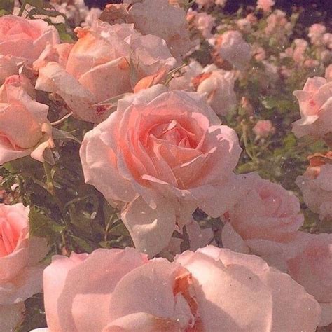10 Flowers Pfp Ideas Flower Aesthetic Flowers Pastel Aesthetic