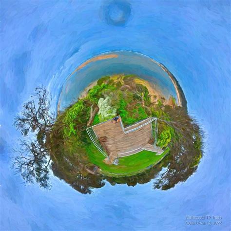 Tp Tree Art Coota Au Your Gateway To Mallacoota