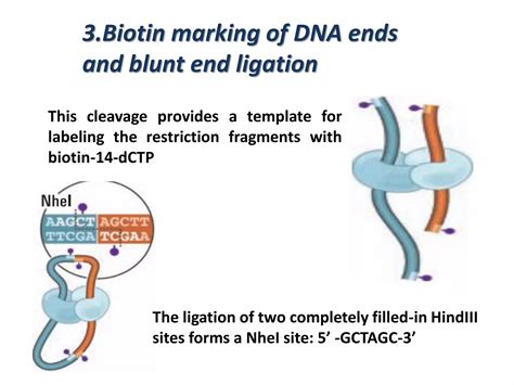 Chromatin Conformation Capture Pdf