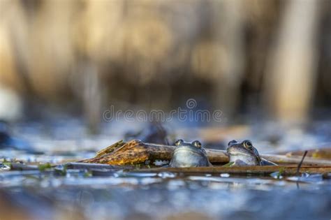 Spring Mating Of Frogs The Moor Frog Rana Arvalis Stock Image Image