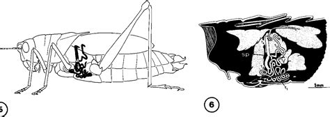 Figure 1 From Anatomy Ultrastructure And Functional Morphology Of The Metathoracic Tracheal Figure 1 From Anatomy Ultrastructure And Functional Morphology Of The Metathoracic Tracheal