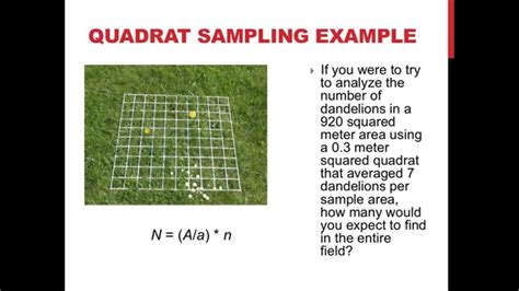 Quadrat Sampling And Population Dispersion Youtube