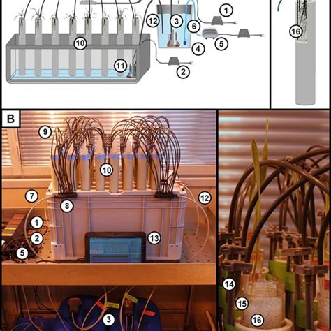 5 Data Analysis Of Root Images Using The Winrhizo System Image Area Of Download Scientific 5 Data Analysis Of Root Images Using The Winrhizo System Image Area Of Download Scientific