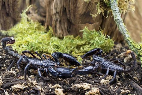 Sexing Scorpions How To Recognize Males And Females Insektenliebe