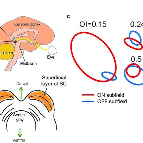 Pdf On And Off Signaling Pathways In The Retina And The Visual System