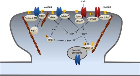 Actin Remodeling Is Linked To Synaptic Efficacy α Actinin 2 Binds To