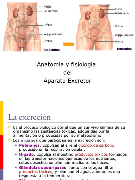 Sistema Excretor Descargar Gratis Pdf Riñón Excreción