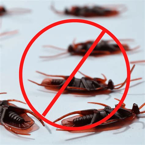 Cockroach Pest Control Service At ₹ 3sq Ft In Ahmedabad Id 2852108728733