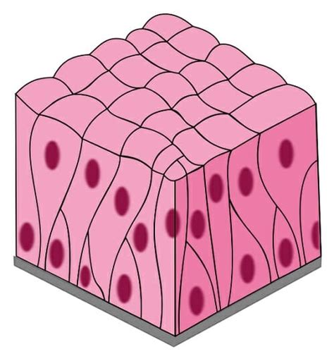Simple Columnar Epithelial Tissue Function At Deloris Colvin Blog