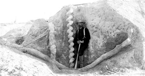 Marine Fossils On The Roof Of The World Why Seashells Are Found On