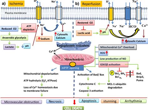 Ischemiareperfusion Injury A Ischemia Induces Inhibition Of
