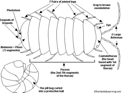 Mr Everetts Biology Class Pill Bug Lab Report