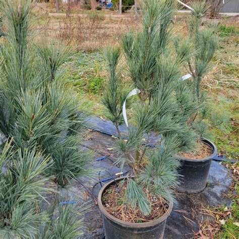 Pinus Strobus Fastigiata Eastern White Pine Unity Grown Unity Church Hill Nursery Llc