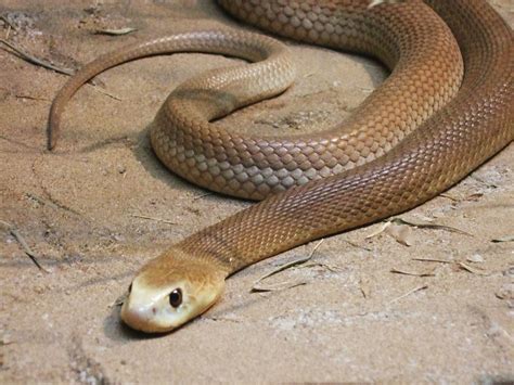 Wildlife of the World: Taipan Snake Facts and Danger Images