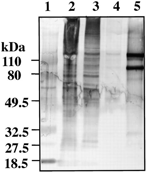 Purification And Measurement Of Hdl3 Binding Proteins In Human