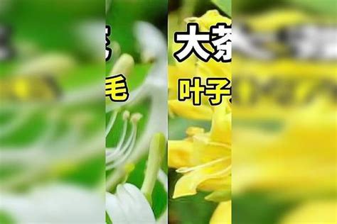 大茶药俗称断肠草挖树根煲汤4人喝汤中毒1人死亡 喝汤 树根 死亡