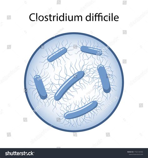 Clostridium Difficile Magnifying Glass Causative Agent Stock Vector Royalty Free 1752134765